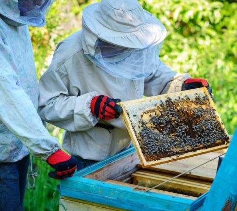 Ultimate Guide to Buying Bee Suits: Features, Brands, and Prices