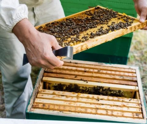 Optimize Your Hive with Beehive Frames | Shop Now for Savings