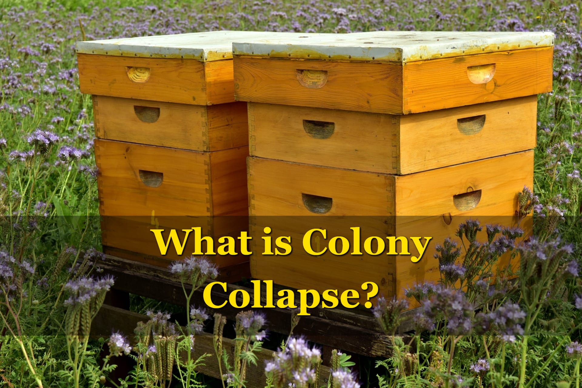 Colony Collapse in Bees | What is it and How Can You Prevent CCD?