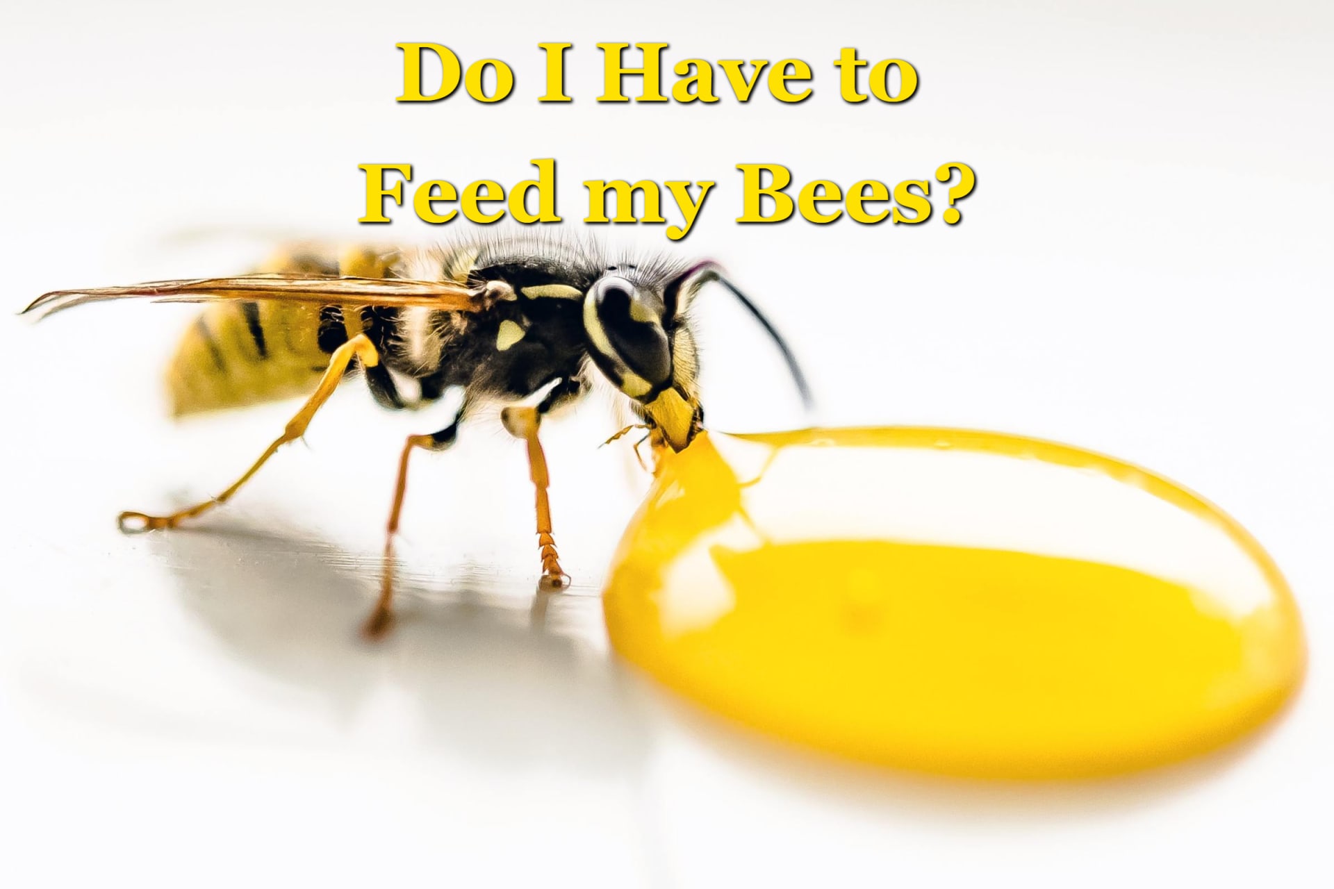 Do I Have to Feed my Bees? | A Beginner's Guide to Bee Feeding