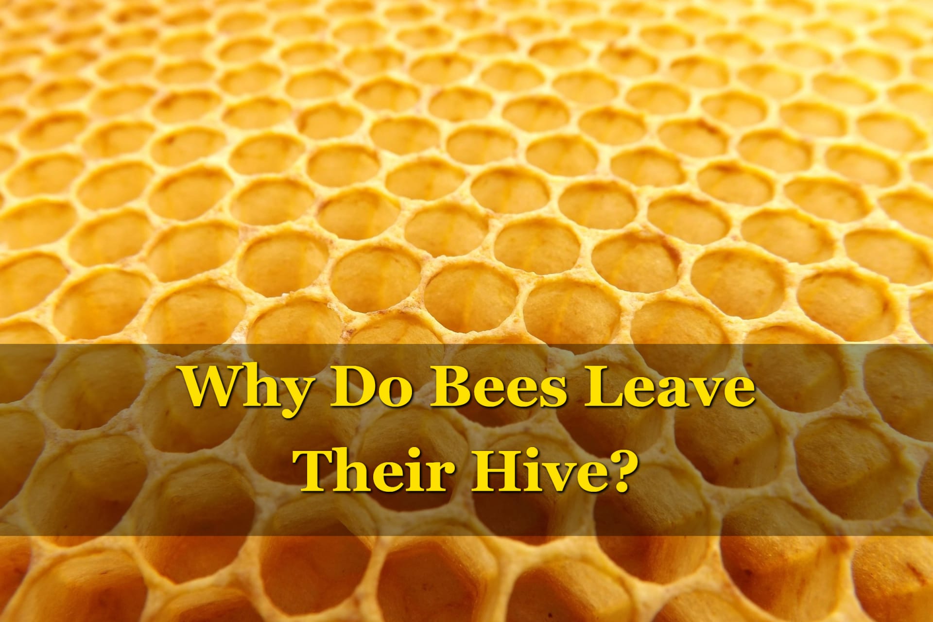 Why Do Bees Leave Their Hive? | Find Out Why Your Bees May Have Left