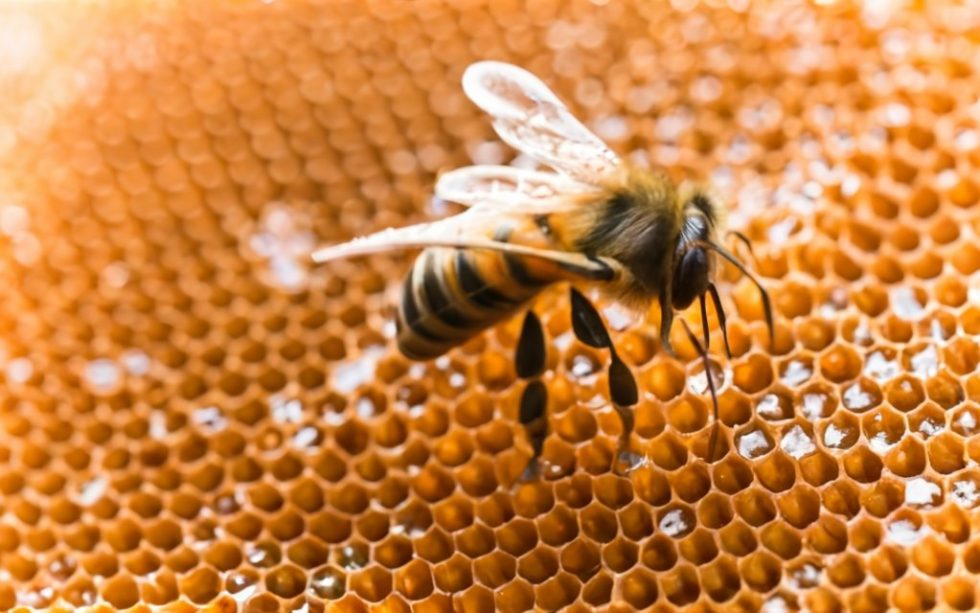 Top Honey Extraction Equipment: Best Selection for Beekeepers