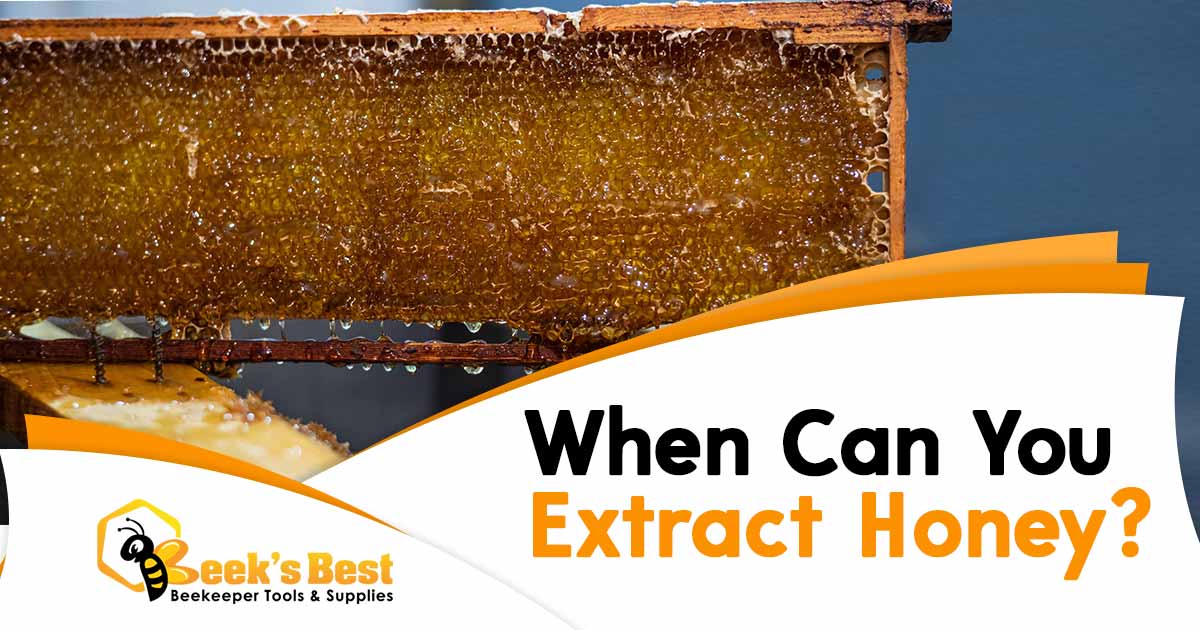 When Can You Extract Honey Honey Extraction Tips Education when-can-you-extract-honey-honey-extraction-tips-education